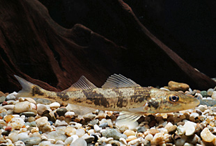Süßwasserfische Europas | Fischlexikon