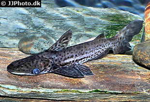 Gesamtliste aller Süß- und Salzwasserfische | Fischlexikon