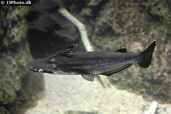 Ageneiosus polystictus