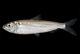 Alosa sapidissima