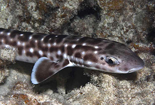 Korallen-Katzenhai (Atelomycterus marmoratus)