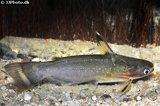 Auchenipterichthys coracoideus