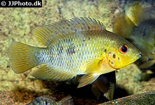 Gesamtliste aller Süß- und Salzwasserfische | Fischlexikon