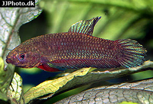 Betta miniopinna