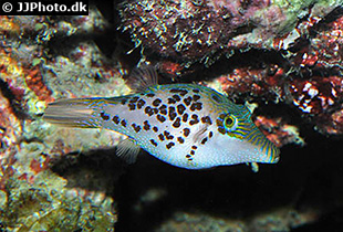 Leopard-Spitzkopfkugelfisch (Canthigaster leoparda)