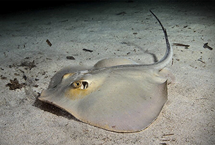 Gewöhnlicher Stechrochen (Dasyatis pastinaca)