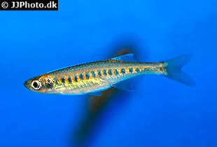 Devario auropurpureus