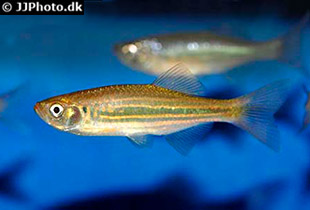 Devario chrysotaeniatus