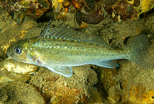 Kaulbarsch, Rotzbarsch (Gymnocephalus cernua)