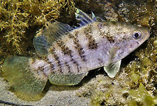Hypopterus macropterus | Fischlexikon
