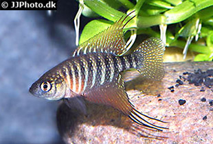Hypsolebias flagellatus | Fischlexikon