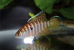 Hypsolebias notatus | Fischlexikon