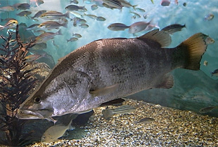 Japanischer Riesenbarsch (Lates japonicus)