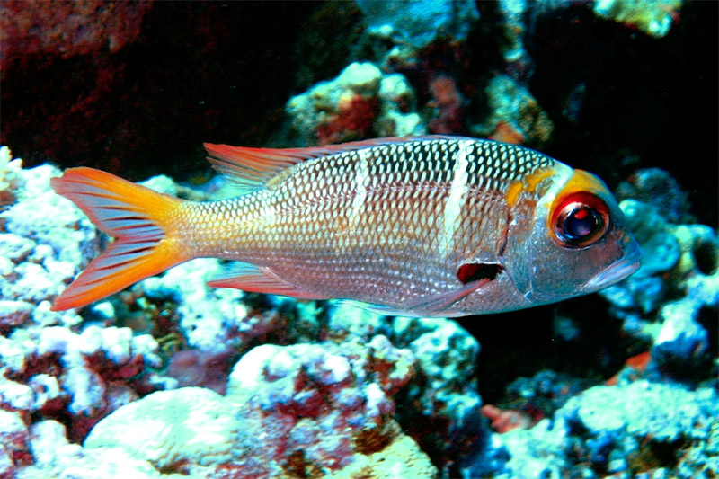Großaugen-Schnapper (Monotaxis grandoculis) | Fischlexikon