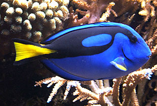 Paletten Doktorfisch (Paracanthurus hepatus)