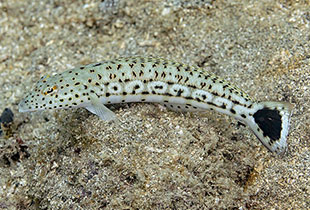 Parapercis pacifica | Fischlexikon