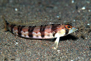 Parapercis sexfasciata | Fischlexikon