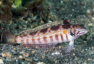 Snyders Sandbarsch (Parapercis snyderi) | Fischlexikon