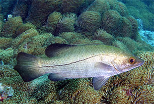Psammoperca waigiensis | Fischlexikon