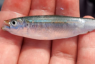 Goldsardine (Sardinella aurita) | Fischlexikon