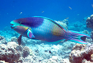 Scarus scaber | Fischlexikon