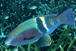 Scarus schlegeli | Fischlexikon