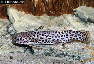 Spinipterus moijiri | Fischlexikon