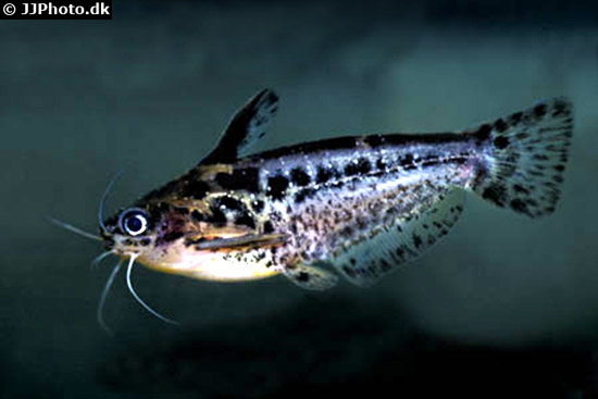 Trachelyichthys exilis