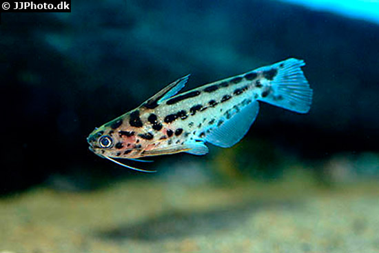 Trachelyichthys exilis