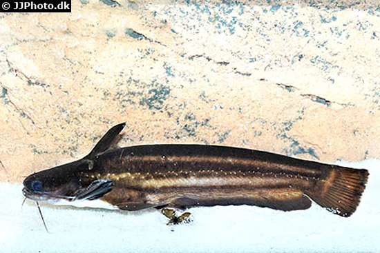 Trachelyopterichthys taeniatus