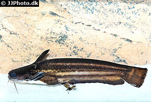 Trachelyopterichthys taeniatus