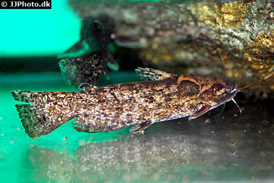 Trachelyopterus galeatus