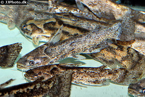 Trachelyopterus galeatus