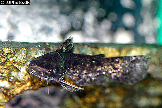 Trachelyopterus galeatus