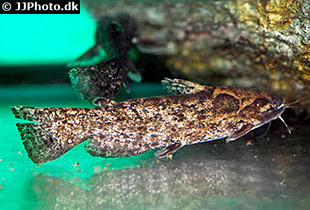 Trachelyopterus galeatus