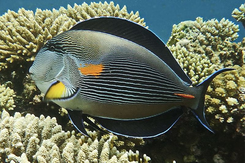 Arabischer Doktorfisch (Acanthurus sohal)