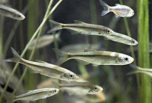 Weißer Ukelei, Mittelmeer-Ukelei (Alburnus albidus)