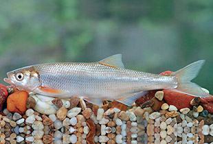 Alburnus mento | Fischlexikon