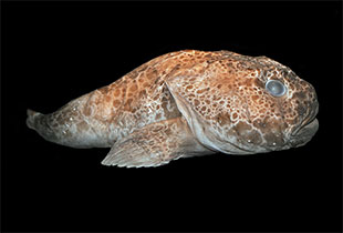 Ambophthalmos angustus