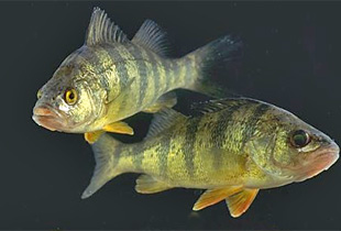 Amerikanischer Flussbarsch (Perca flavescens)