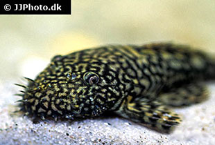 Ancistrus ranunculus, L 34 (Ancistrus ranunculus)