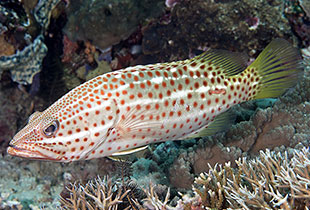 Spitzkopf-Zackenbarsch (Epinephelus leucogrammicus)