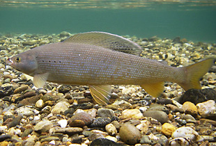 Arktische Äsche (Thymallus arcticus)