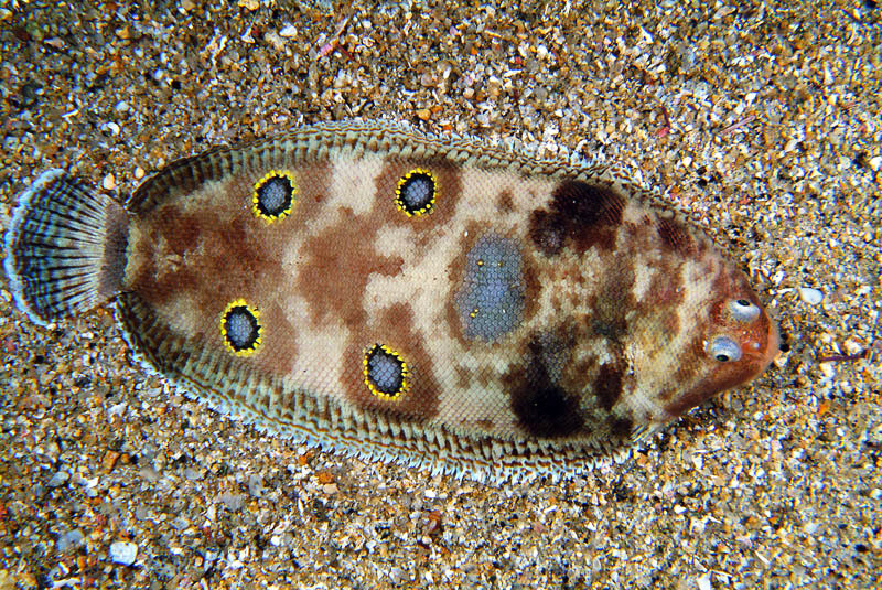 Augenfleck-Seezunge (Microchirus ocellatus)