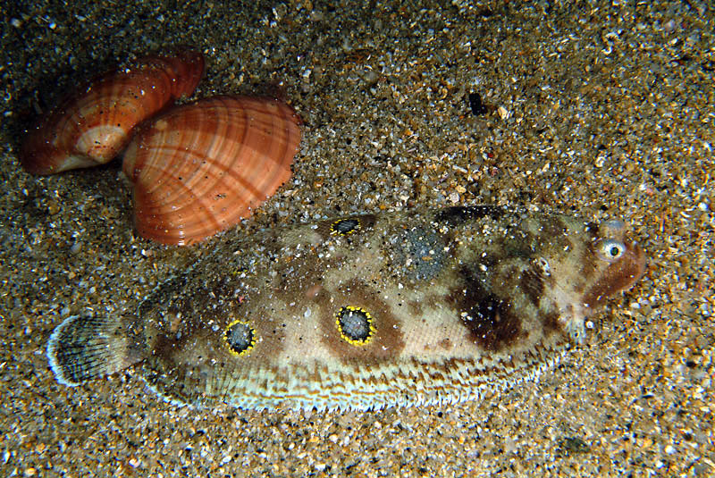 Augenfleck-Seezunge (Microchirus ocellatus)