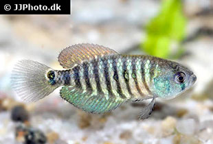 Austrolebias charrua | Fischlexikon