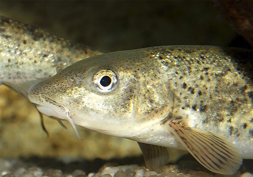 Forellenbarbe, Hundsbarbe (Barbus meridionalis)