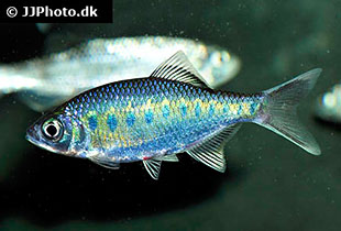 Blaupunkt Gebirgsbärbling (Barilius bakeri)