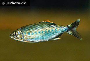 Barilius malabaricus