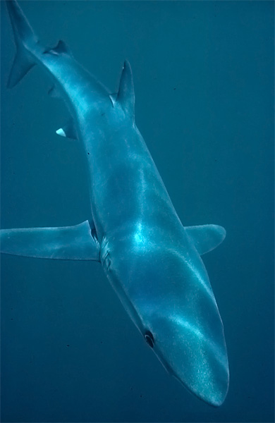 Blauhai (Carcharhinus glaucus)